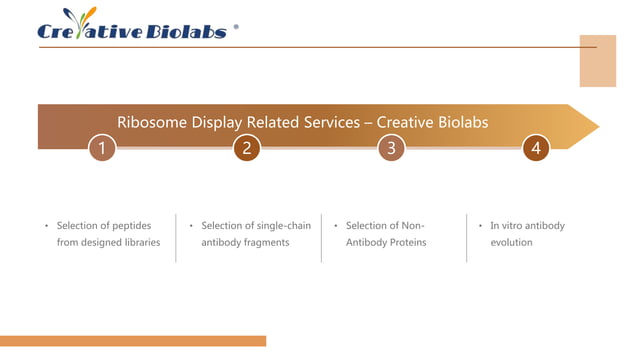 Ribosome Display Technology - Creative Biolabs | PPTX | Chemistry | Science