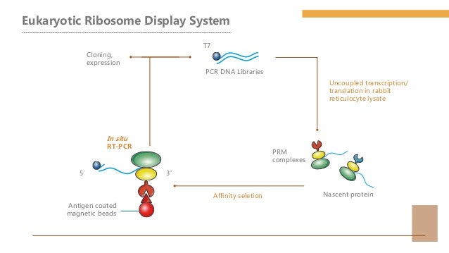 Ribosome Display Technology - Creative Biolabs