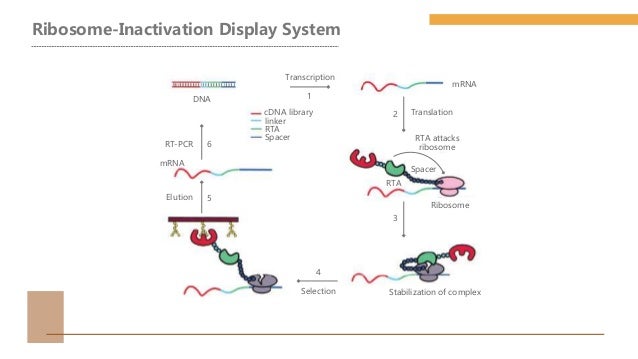 Ribosome Display Technology - Creative Biolabs