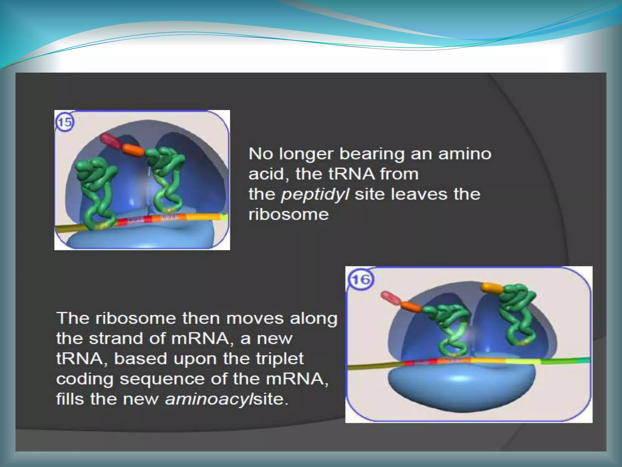 Ribosome in relation to cell growths & vision | PPTX