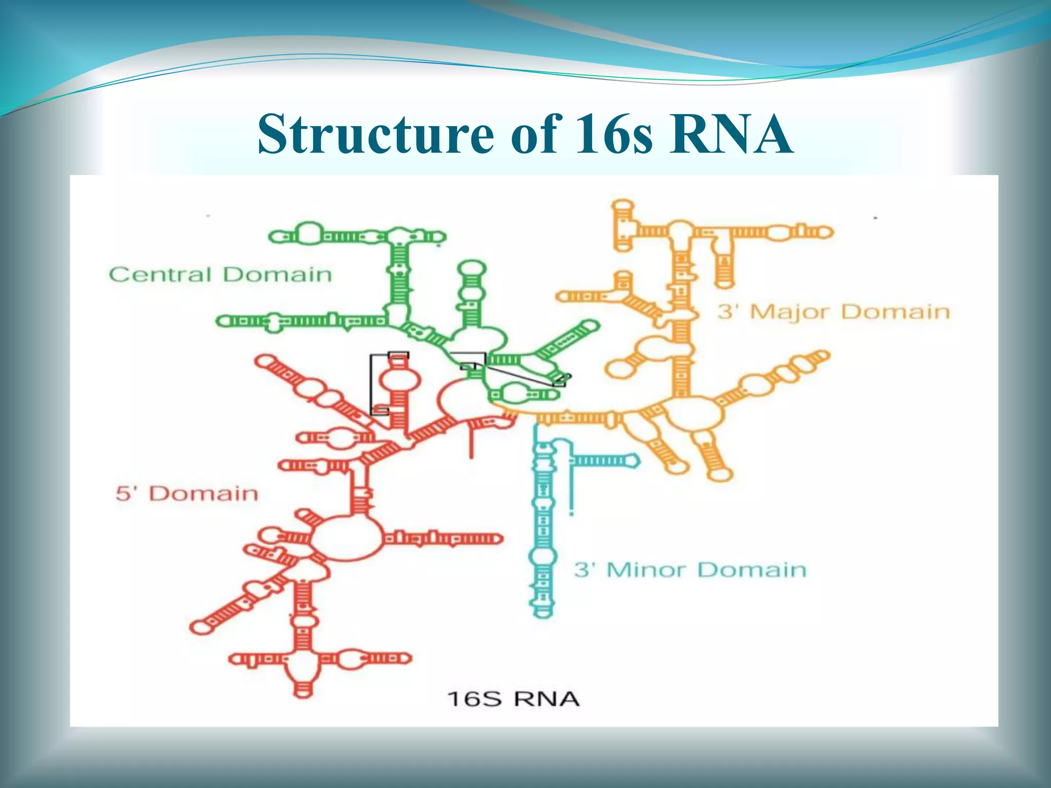 Ribosome in relation to cell growths & vision | PPTX