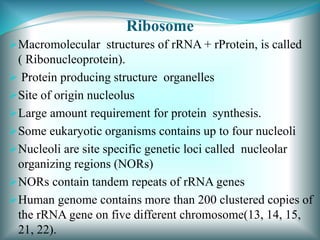 Ribosome in relation to cell growths & vision | PPTX
