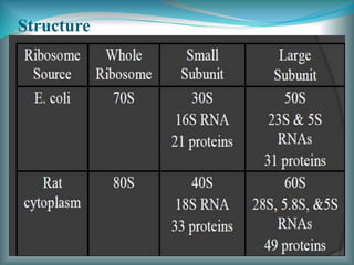 Ribosome in relation to cell growths & vision | PPTX