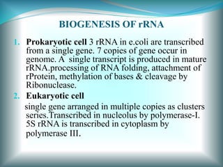 Ribosome in relation to cell growths & vision | PPTX