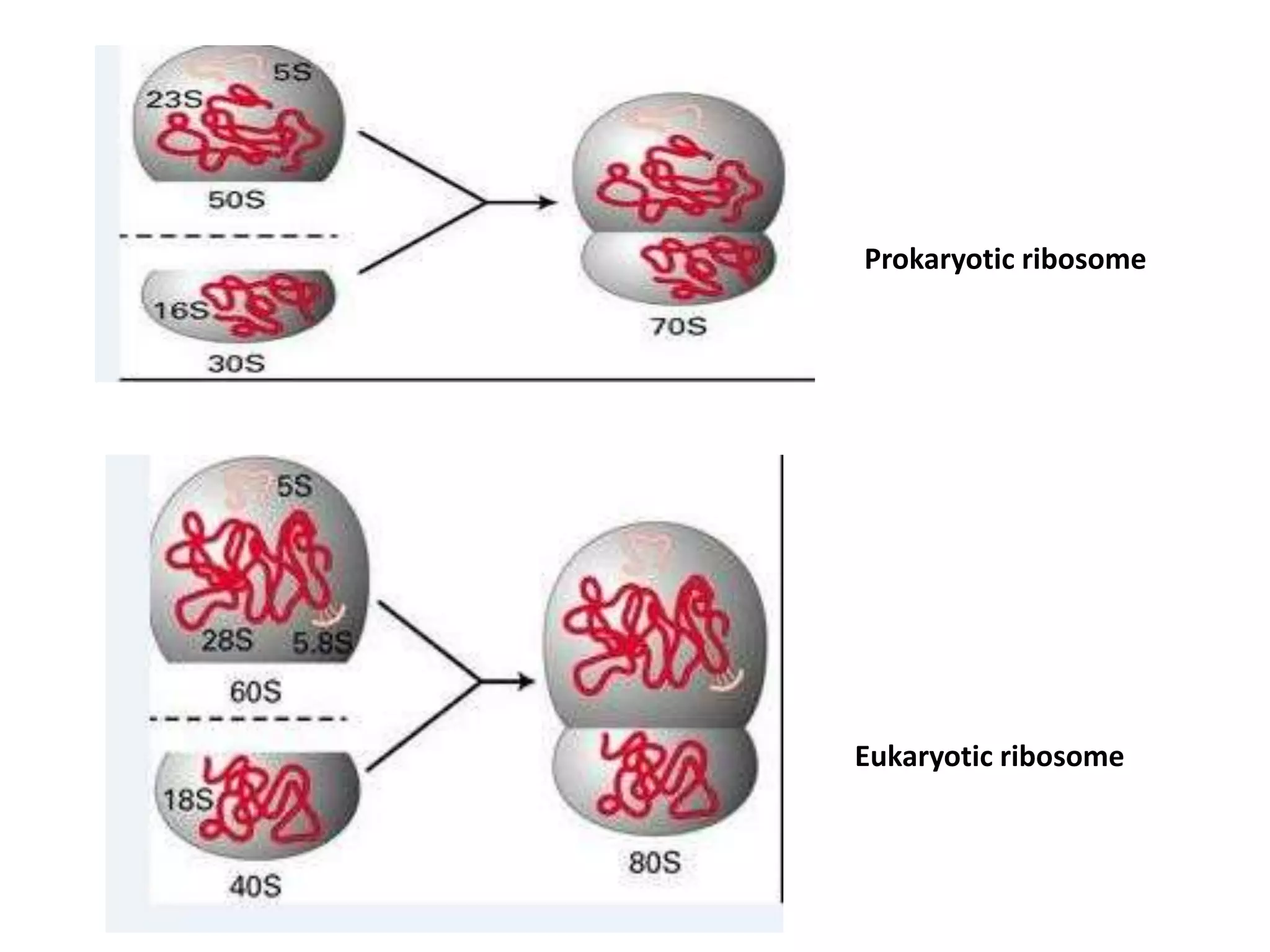 Ribosome, mitochondria and lysosome | PPTX | Biological Sciences | Science
