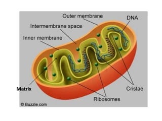Ribosome, mitochondria and lysosome | PPTX | Biological Sciences | Science
