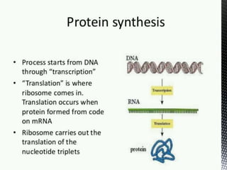 Ribosome structure and functions.ppt