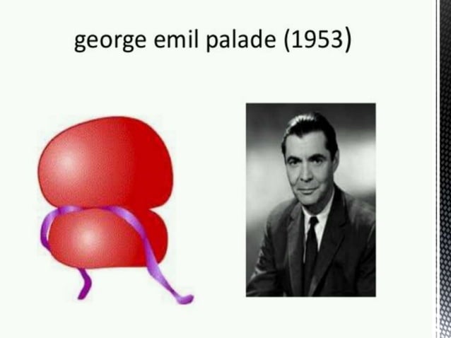 Ribosome Structure And Functions Ppt