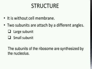 Ribosome structure and functions.ppt