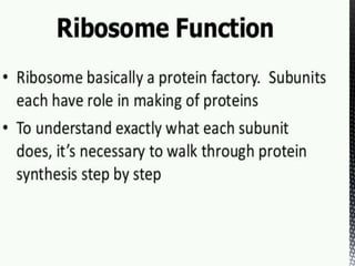 Ribosome structure and functions.ppt