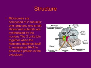 Ribosomes | PPT | Chemistry | Science
