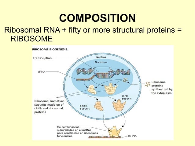 Ribosomes | ODP
