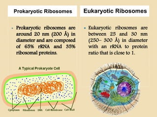 The Amazing Ribosomes | PPTX
