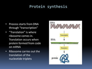 Ribosomes | PPTX | Biological Sciences | Science