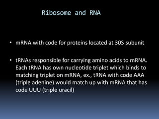 Ribosomes | PPTX | Biological Sciences | Science