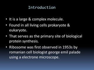 Ribosomes | PPTX | Biological Sciences | Science