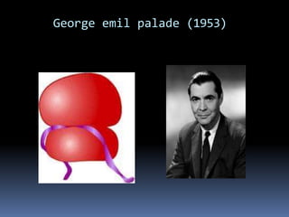 Ribosomes | PPTX | Biological Sciences | Science