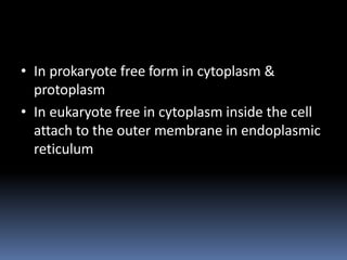 Ribosomes | PPTX | Biological Sciences | Science