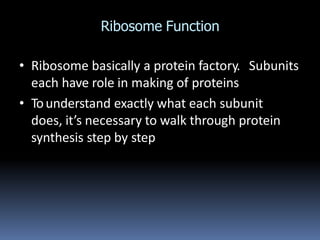 Ribosomes | PPTX | Biological Sciences | Science