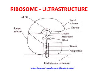 Structure Of Ribosomes Diagram