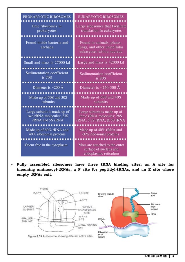 Ribosomes - Basics | PDF | Programming Languages | Computing