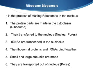 Ribosomes.pptx