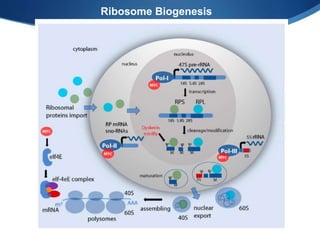 Ribosomes.pptx