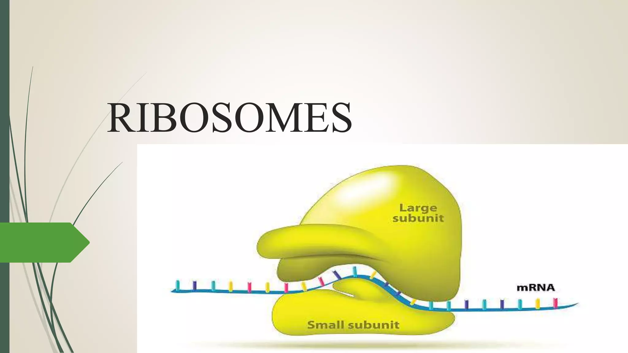 RIBOSOMES.pptx