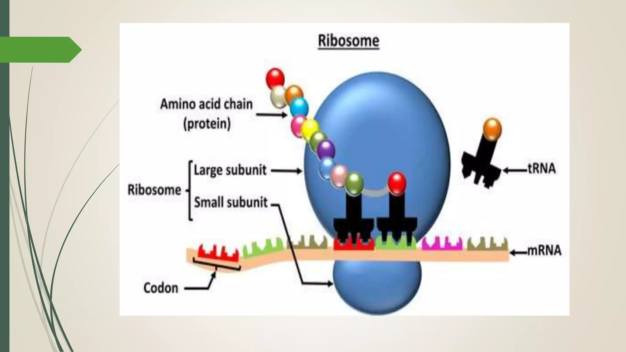 RIBOSOMES.pptx