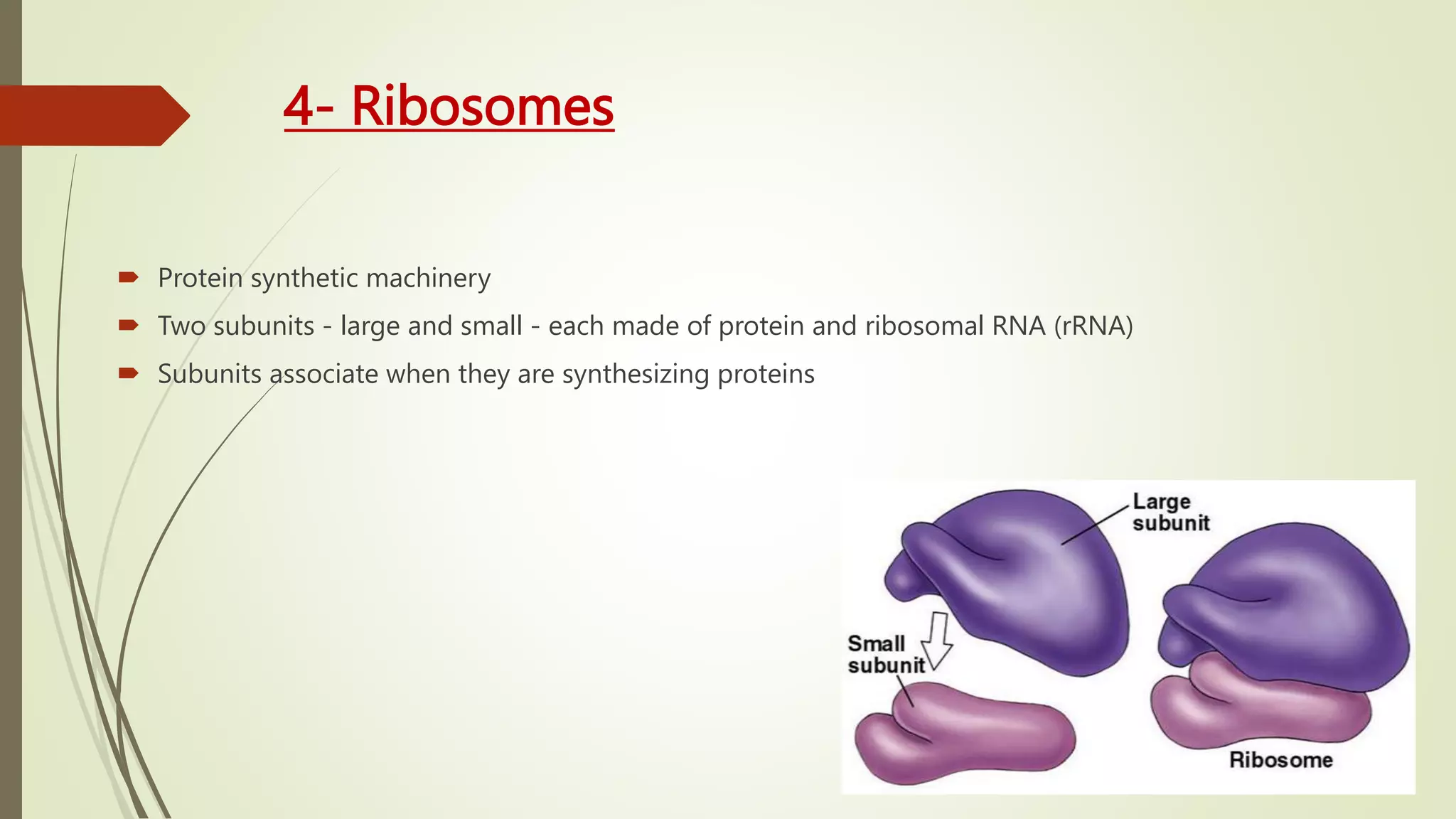 Ribosomes.pptx