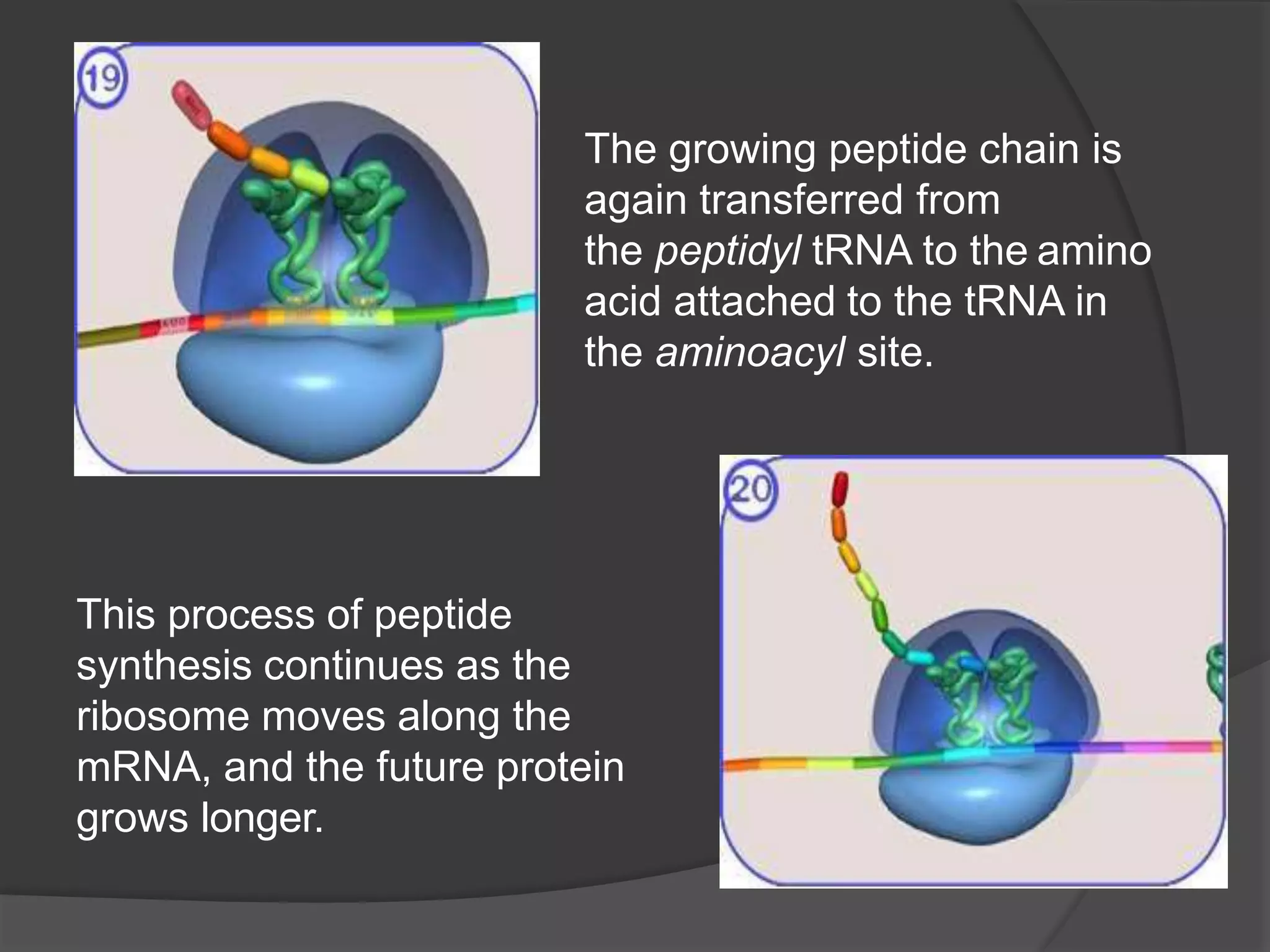 Ribosomes.pptx