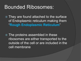 Ribosomes.pptx
