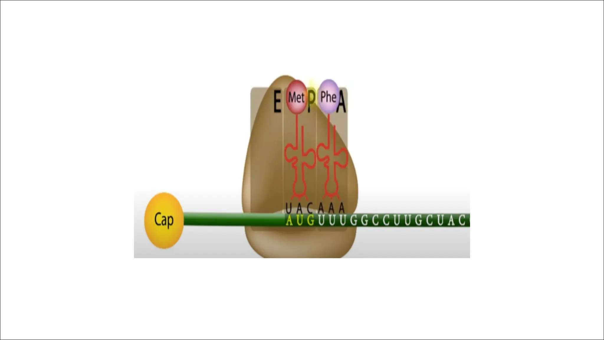 Carbohydrates isomerism of carbohydrakkk | PDF