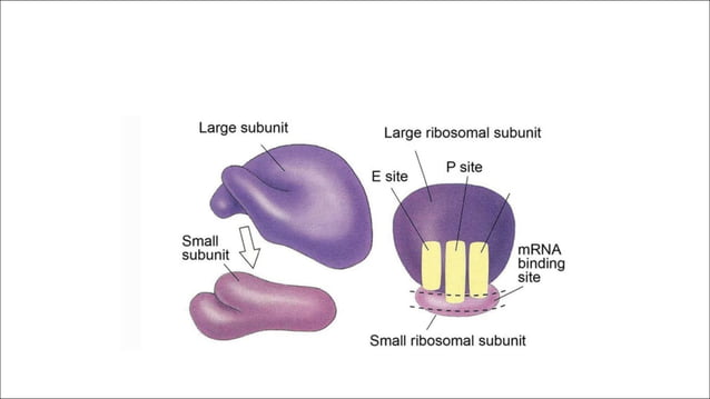 Carbohydrates isomerism of carbohydrakkk | PPT