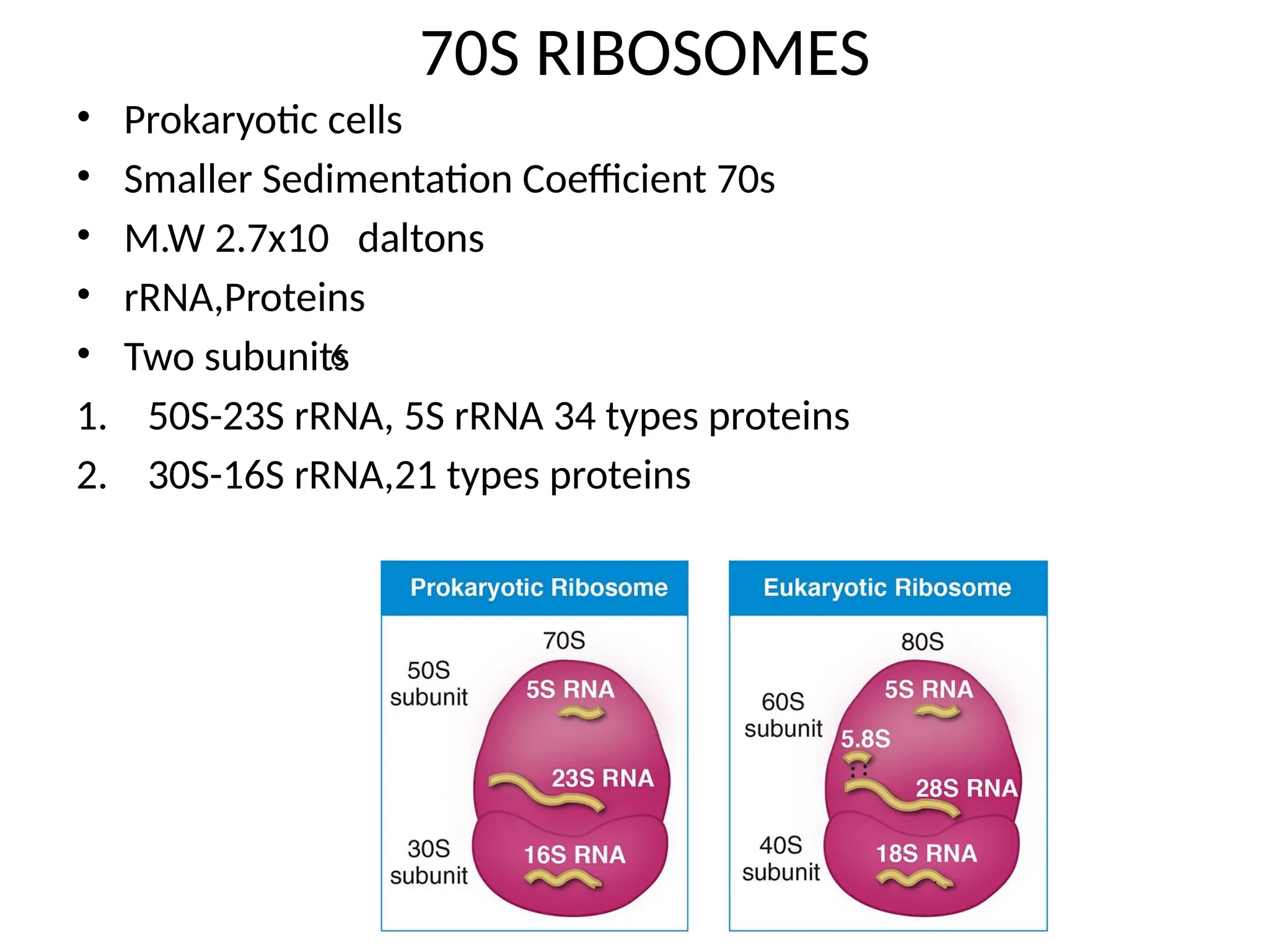 STRUCTURE,TYPES AND FUNCTIONS OF RIBOSOMES | PPTX