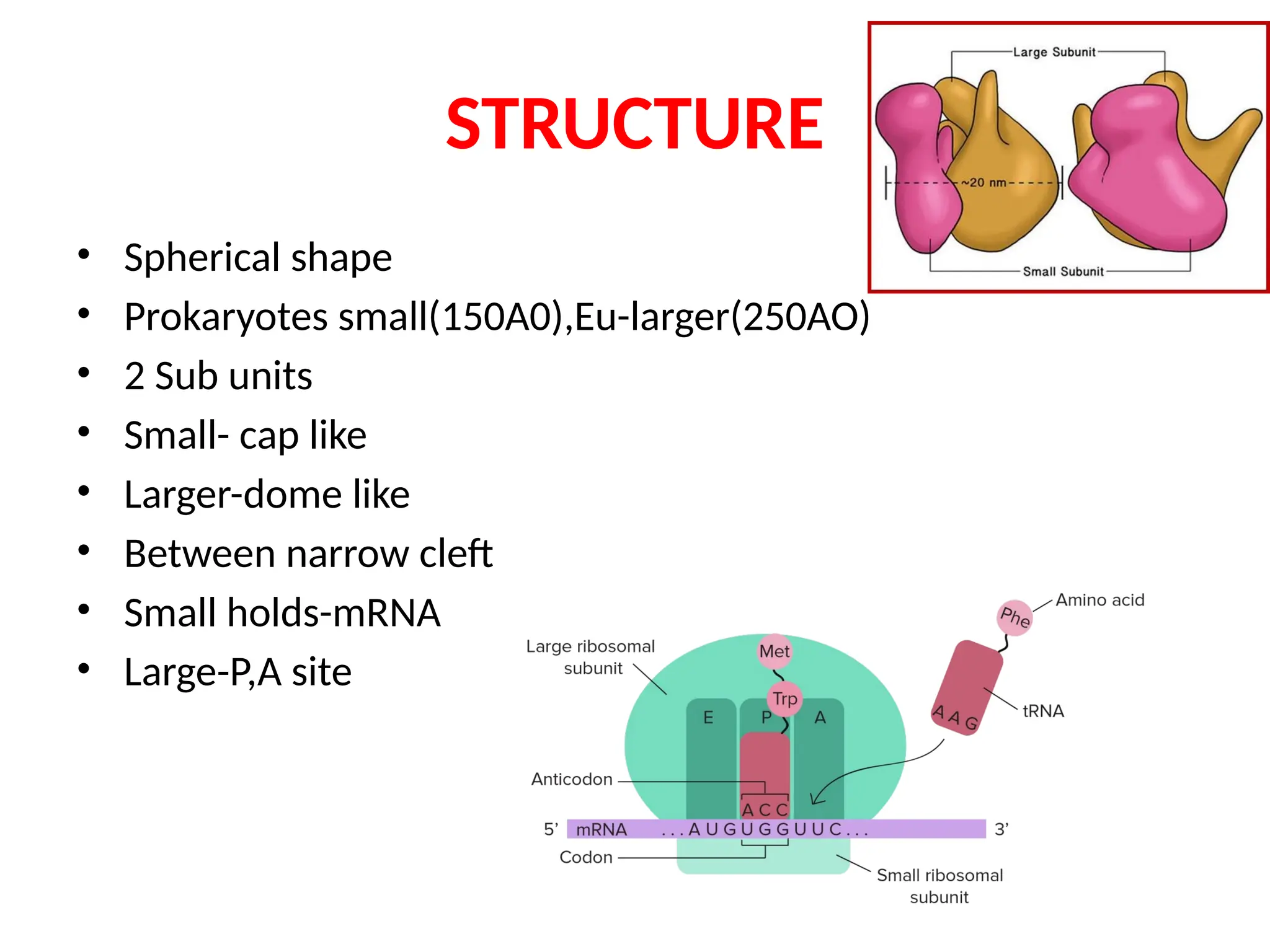 STRUCTURE,TYPES AND FUNCTIONS OF RIBOSOMES | PPTX