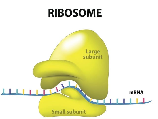 STRUCTURE,TYPES AND FUNCTIONS OF RIBOSOMES | PPT