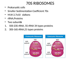 STRUCTURE,TYPES AND FUNCTIONS OF RIBOSOMES | PPTX