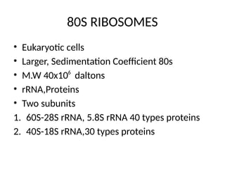 STRUCTURE,TYPES AND FUNCTIONS OF RIBOSOMES | PPTX