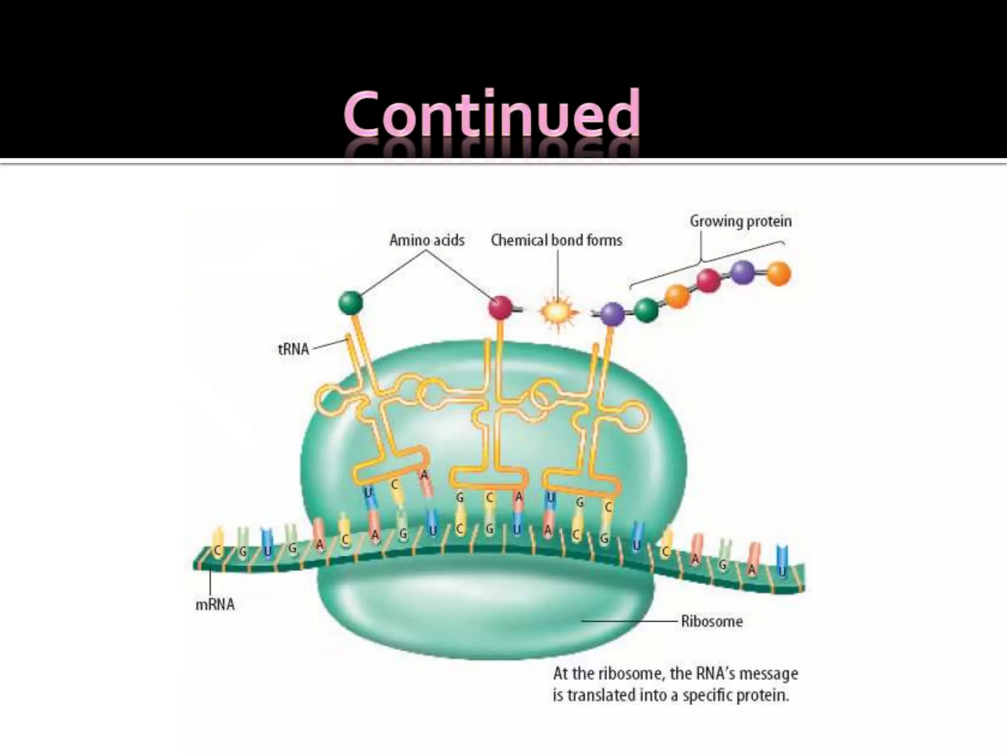 Ribosomes structure & function | PPTX