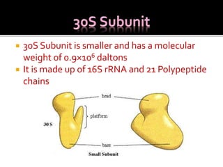 Ribosomes structure & function | PPTX