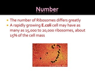 Ribosomes structure & function | PPTX