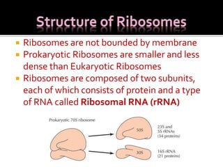 Ribosomes structure & function | PPTX