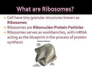 What Is Ribosomes