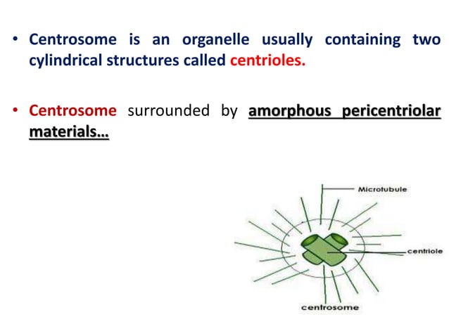 Ribosomes, cytoskeleton, Nucleus, Chromosomes, Microbodies | PPTX