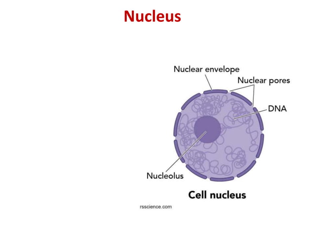 Ribosomes, cytoskeleton, Nucleus, Chromosomes, Microbodies | PPTX