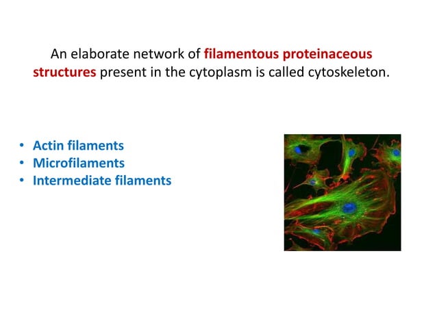 Ribosomes, cytoskeleton, Nucleus, Chromosomes, Microbodies | PPTX