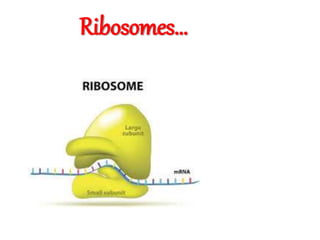 What Is Ribosomes