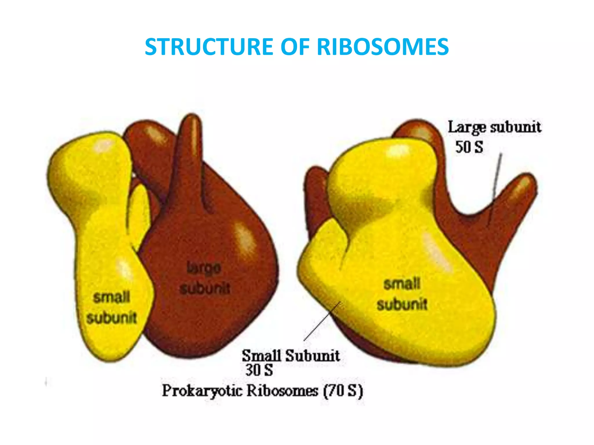 Ribosomes and extra cellular matrix | PPTX
