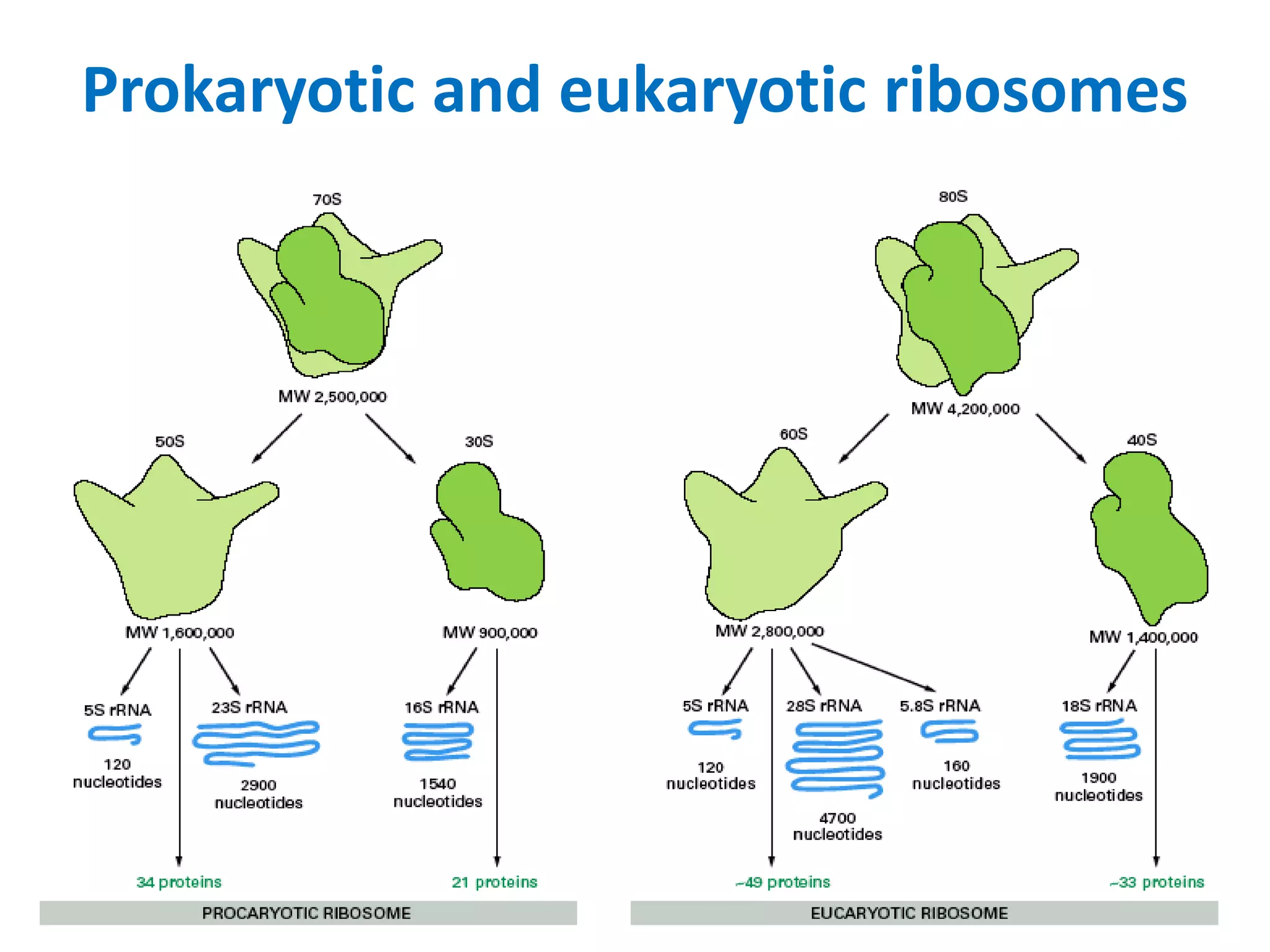 Ribosomes and extra cellular matrix | PPTX